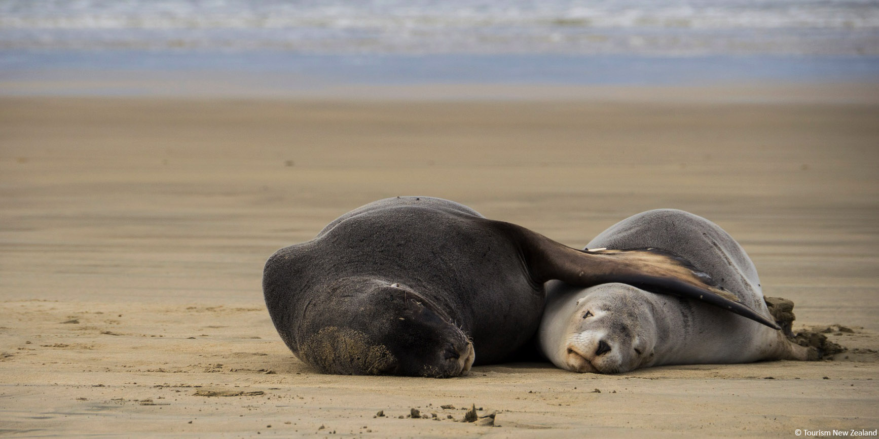 Faune sauvage de la Nouvelle-Zélande - Nouvelle Zélande - Monde Authentique
